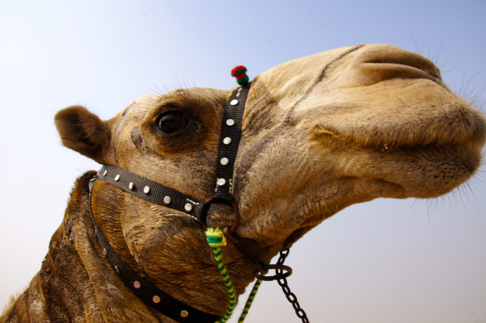 All About Camels… and the Pyramids Camel Scam – EgyptTravelBlog.com